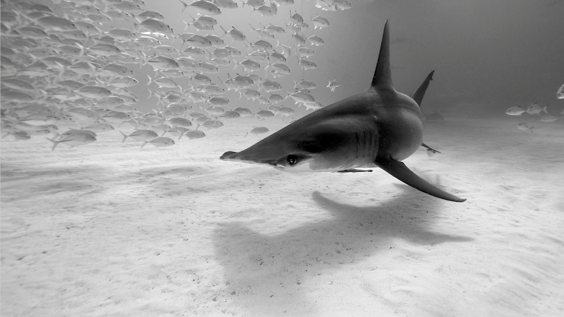MonoVisions Photography Awards - International Black and White Photo ...