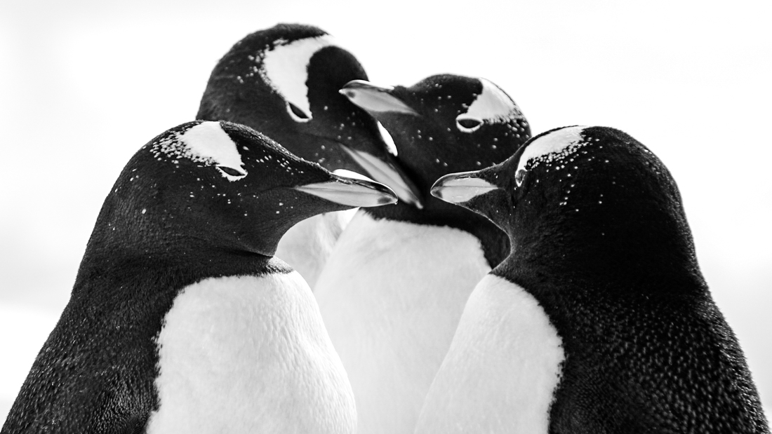 MonoVisions Photography Awards - International Black and White Photo ...